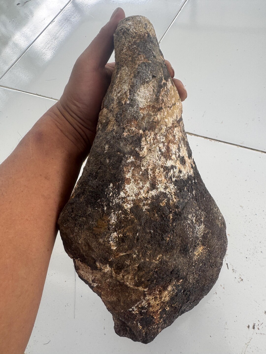 Authentic 6.5kg Stegodon Shin Bone Fossil - Rare Prehistoric Elephant ...