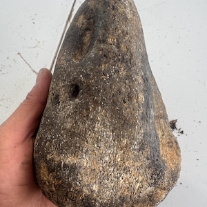 Authentic 2.5kg Stegodon Shin Bone Fossil - Rare Prehistoric Elephant ...