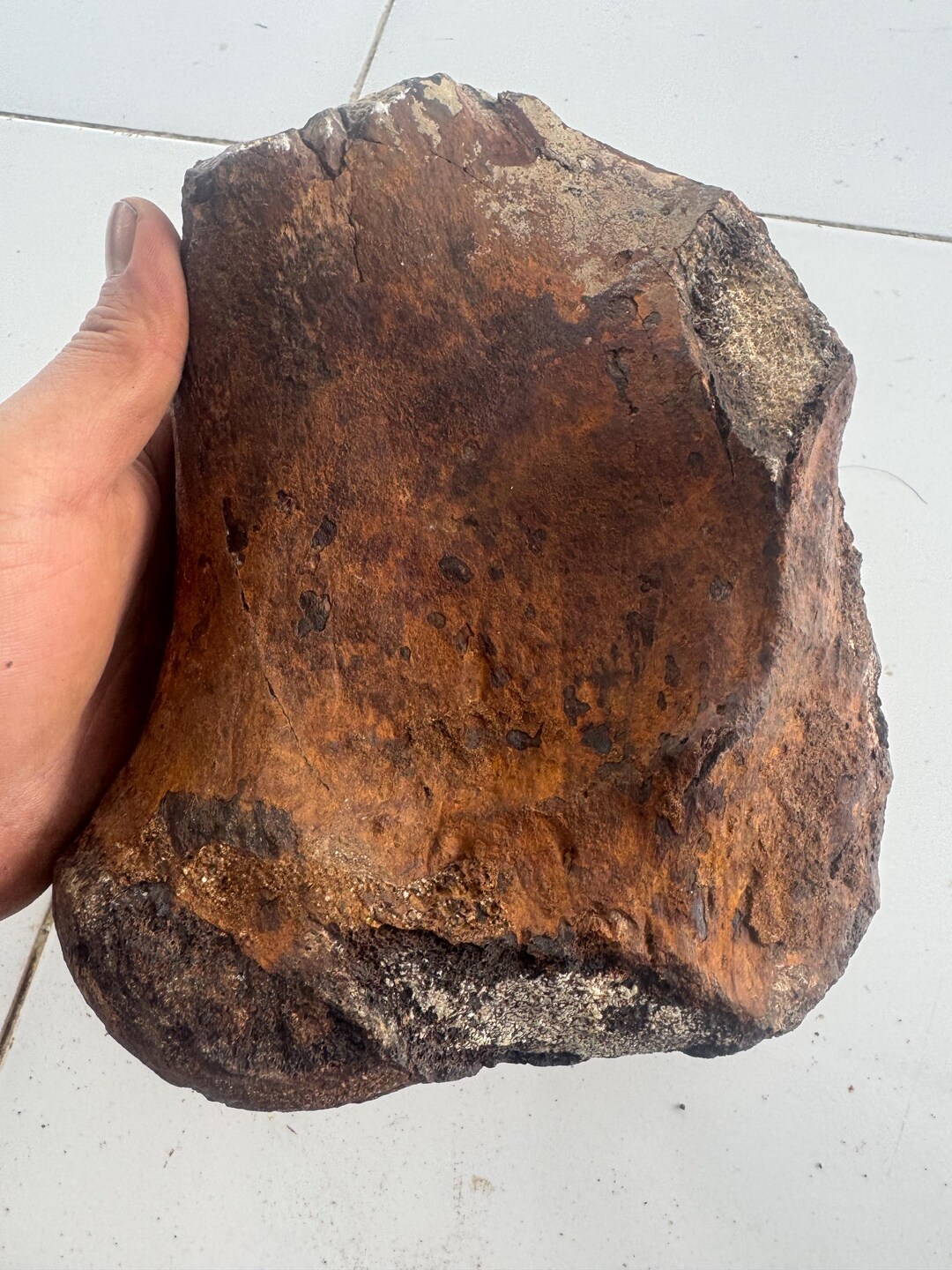 Authentic 3.8kg Stegodon Shin Bone Fossil - Rare Prehistoric Elephant ...
