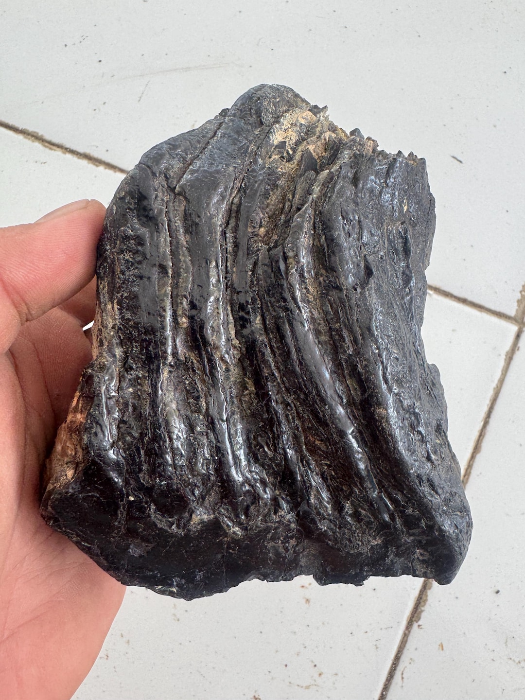 Authentic 860g Stegodon Tooth Fossil - Rare Prehistoric Elephant Bone ...
