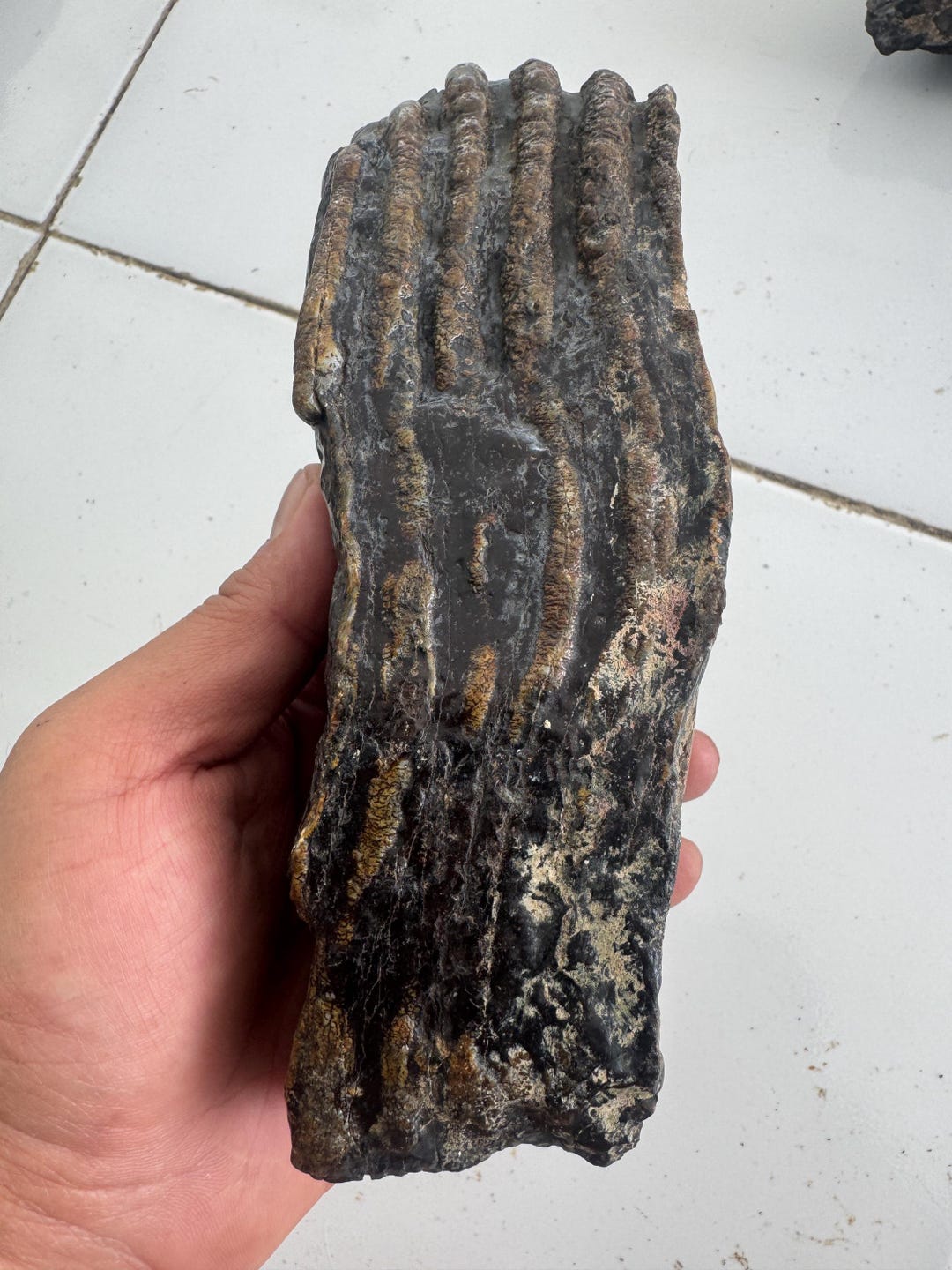 Authentic 1.2kg Stegodon Tooth Fossil - Rare Prehistoric Elephant Bone ...