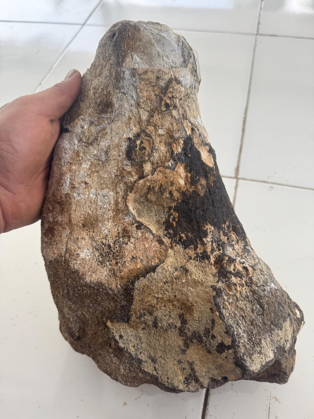 Authentic 7.7kg Stegodon Shin Bone Fossil - Rare Prehistoric Elephant ...