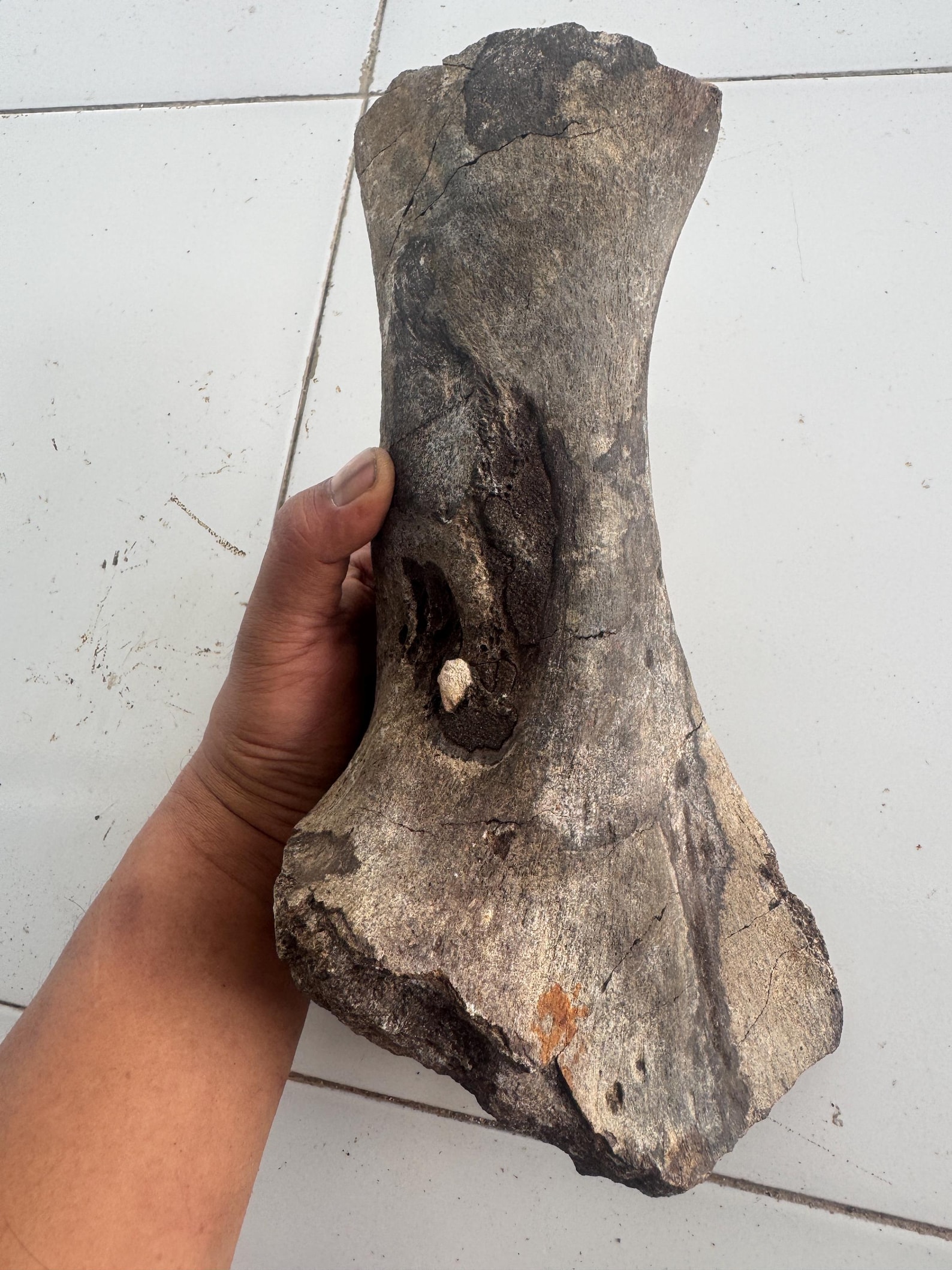 Authentic 3kg Stegodon Shin Bone Fossil - Rare Prehistoric Elephant ...
