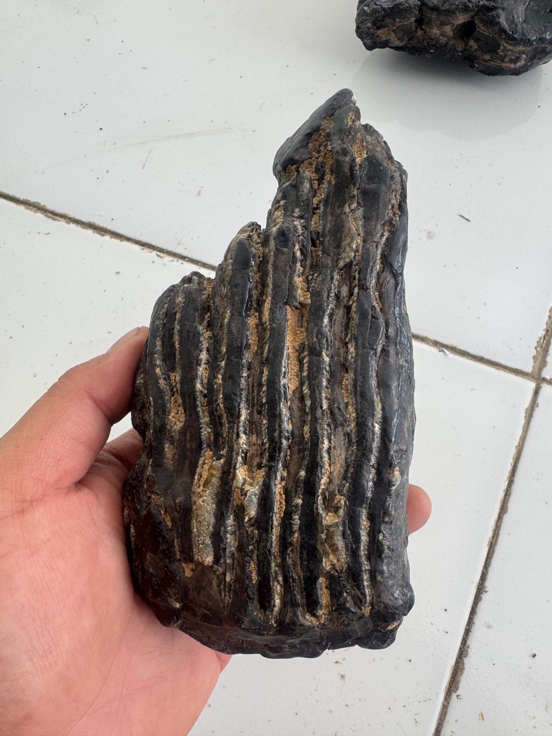 Authentic 950g Stegodon Tooth Fossil - Rare Prehistoric Elephant Bone ...
