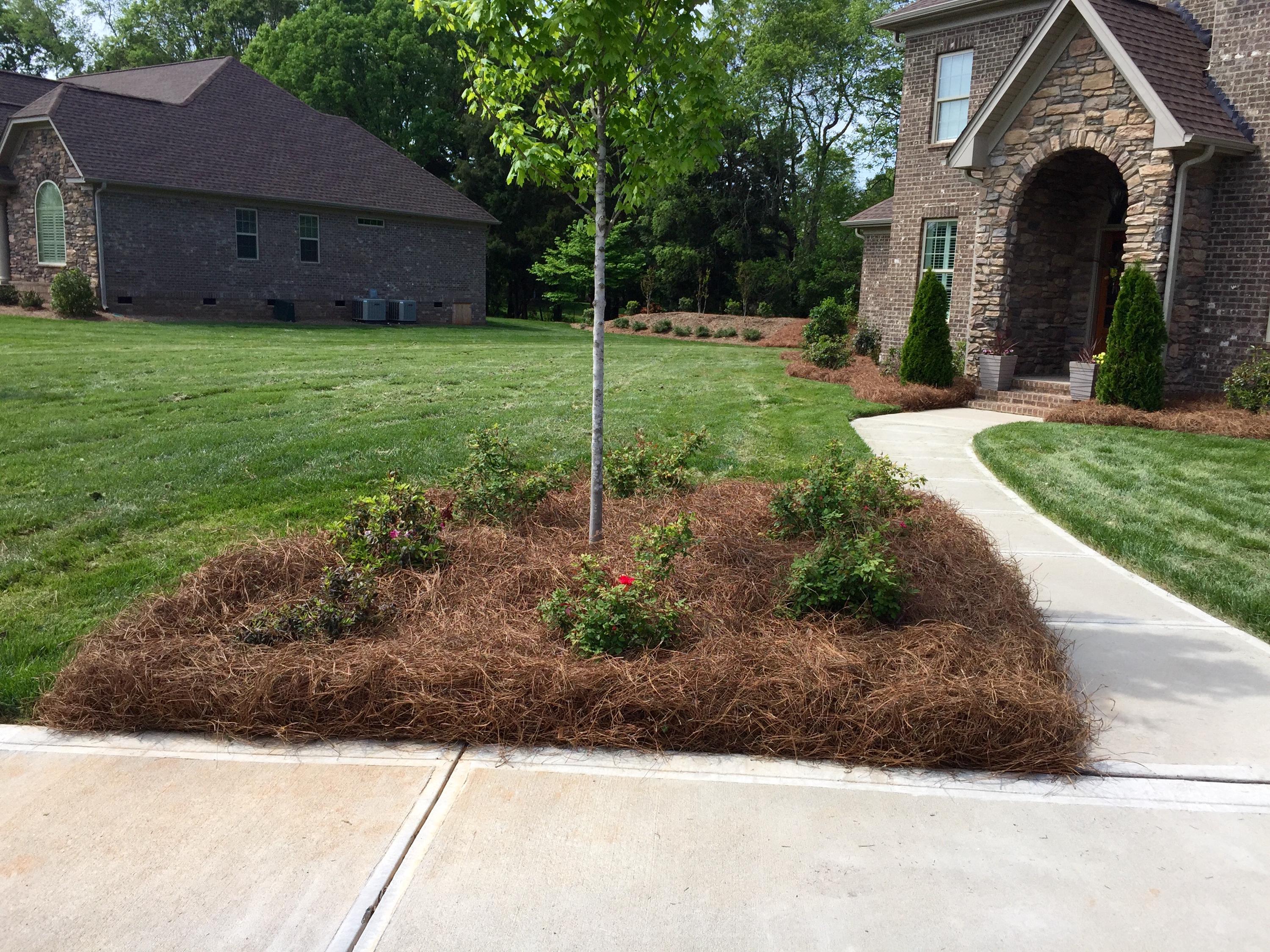 Organic Pine Straw Mulch Bale | OMRI Listed, Long-lasting, Easy-to ...