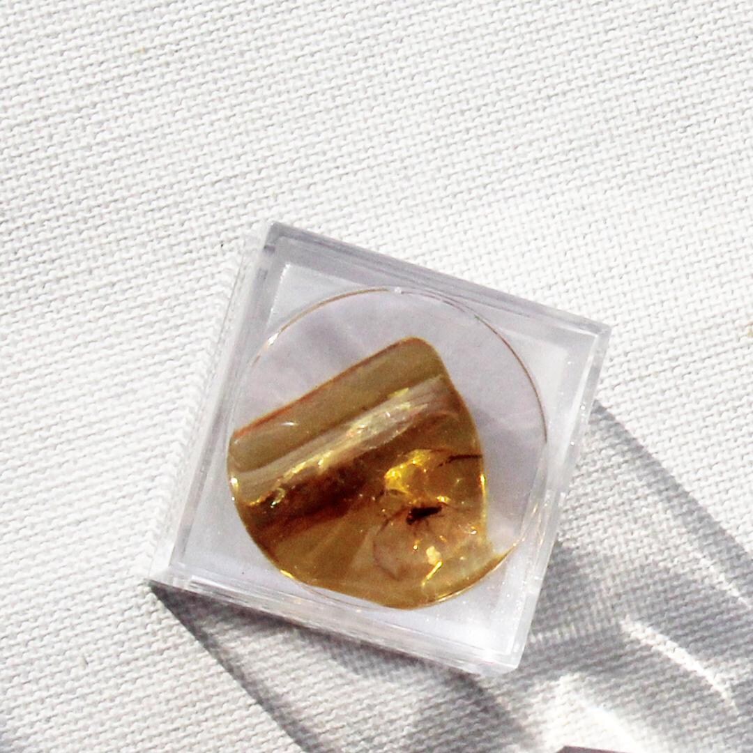 Amber Inclusion Insect Box With Magnifying Glass, Old Mosquito in Amber ...