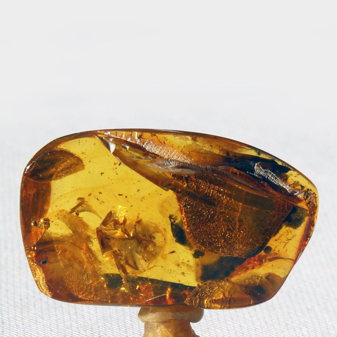 Very Rare Amber Stone Spider Inclusion, Spider Insect, Genuine Baltic ...