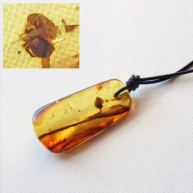 Amber With Insect - Etsy