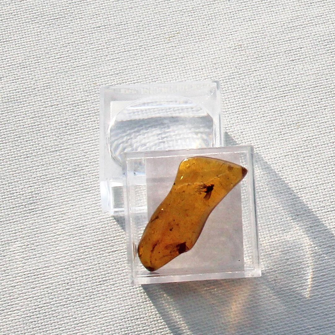 Amber Inclusion Insect Box With Magnifying Glass, Old Mosquito in Amber ...