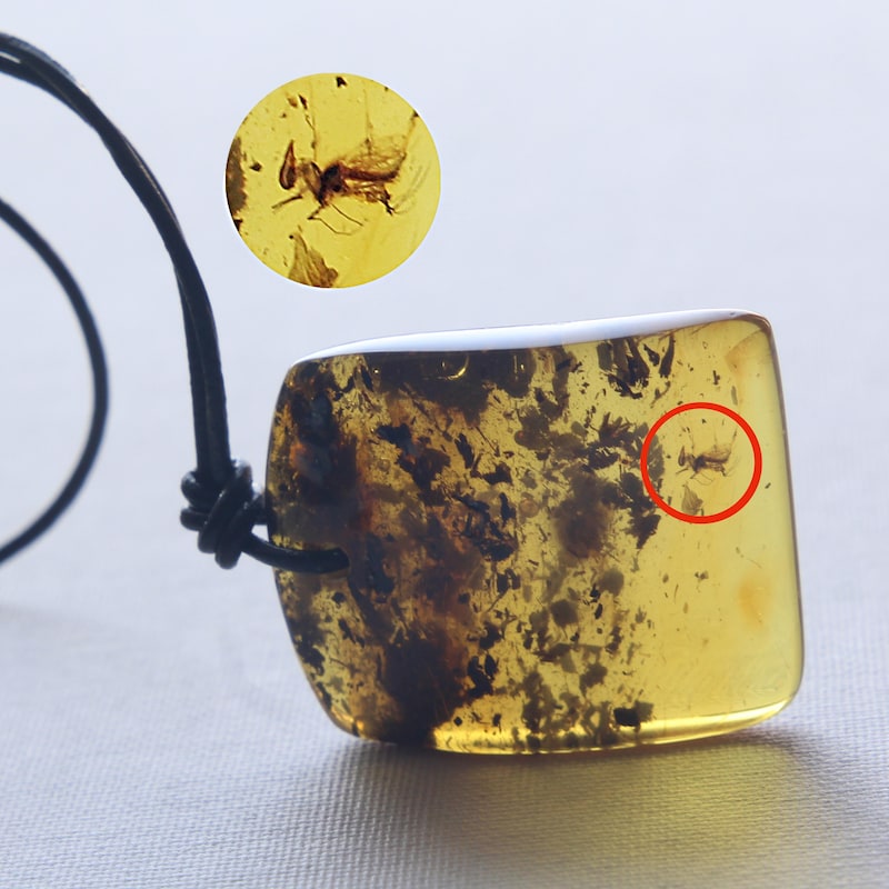 Amber With Insect - Etsy