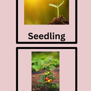 Montessori-inspired Plant Growth Sequencing Cards - Etsy
