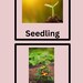 Montessori-inspired Plant Growth Sequencing Cards - Etsy