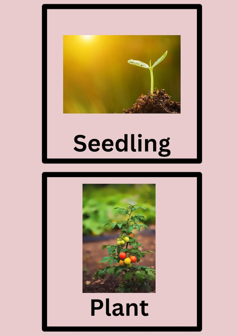 Montessori-inspired Plant Growth Sequencing Cards - Etsy