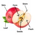 Montessori Parts of an Apple Printable - Interactive Apple Anatomy ...