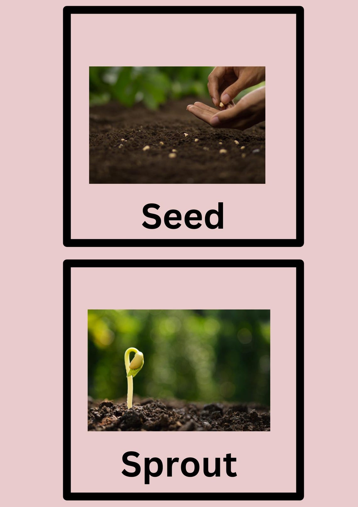 Montessori-inspired Plant Growth Sequencing Cards - Etsy