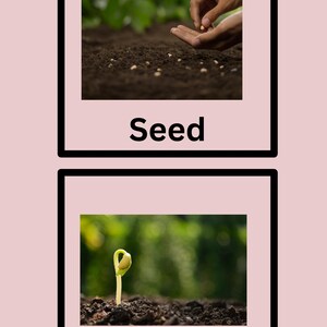 Montessori-inspired Plant Growth Sequencing Cards - Etsy