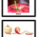 Montessori Parts of an Apple Printable - Interactive Apple Anatomy ...