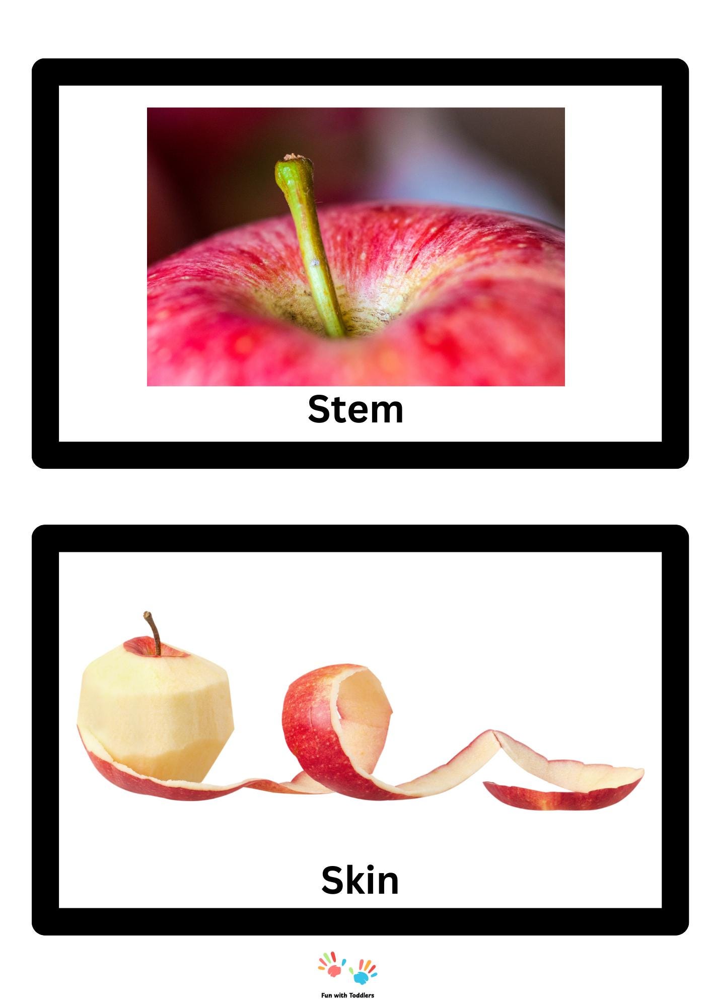 Montessori Parts of an Apple Printable - Interactive Apple Anatomy ...