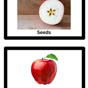 Montessori Parts of an Apple Printable - Interactive Apple Anatomy ...