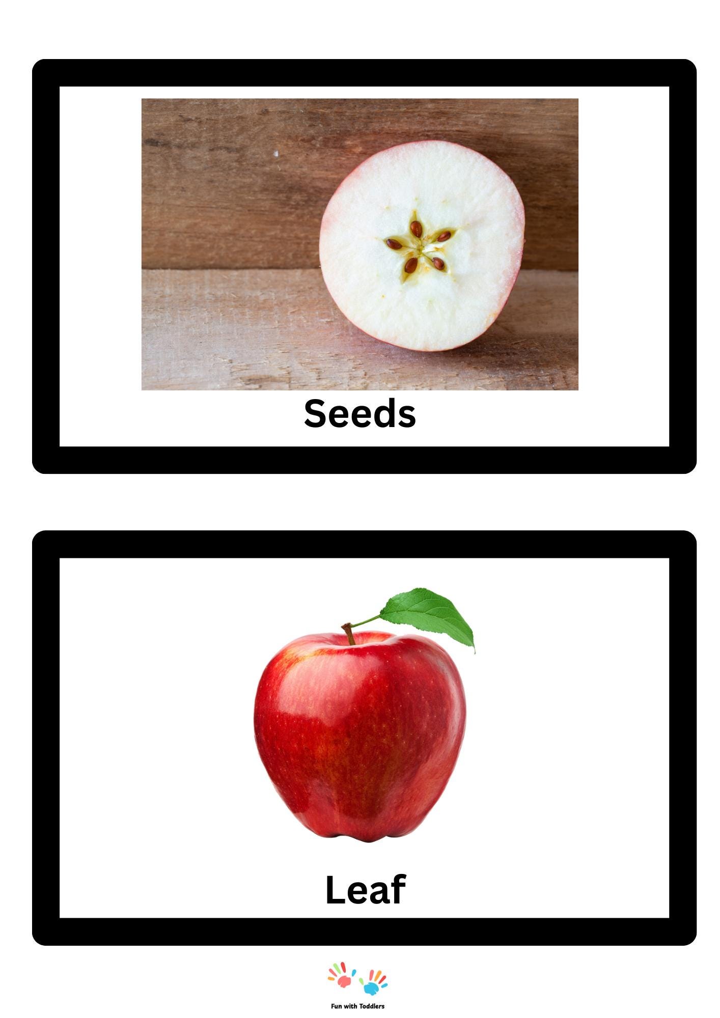 Montessori Parts of an Apple Printable - Interactive Apple Anatomy ...
