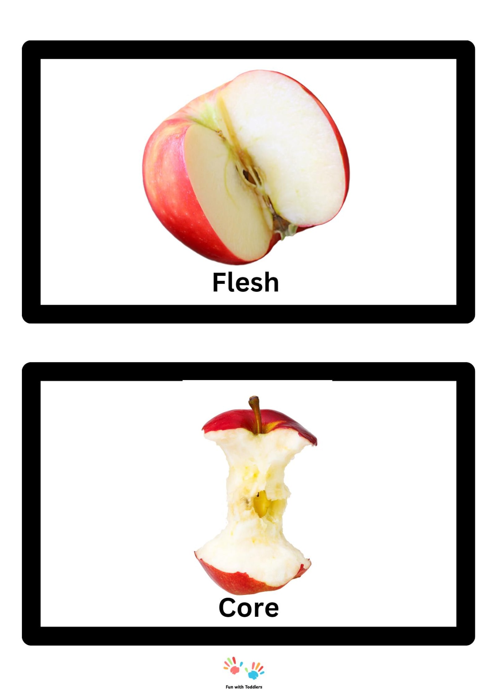 Montessori Parts of an Apple Printable - Interactive Apple Anatomy ...