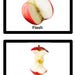 Montessori Parts of an Apple Printable - Interactive Apple Anatomy ...