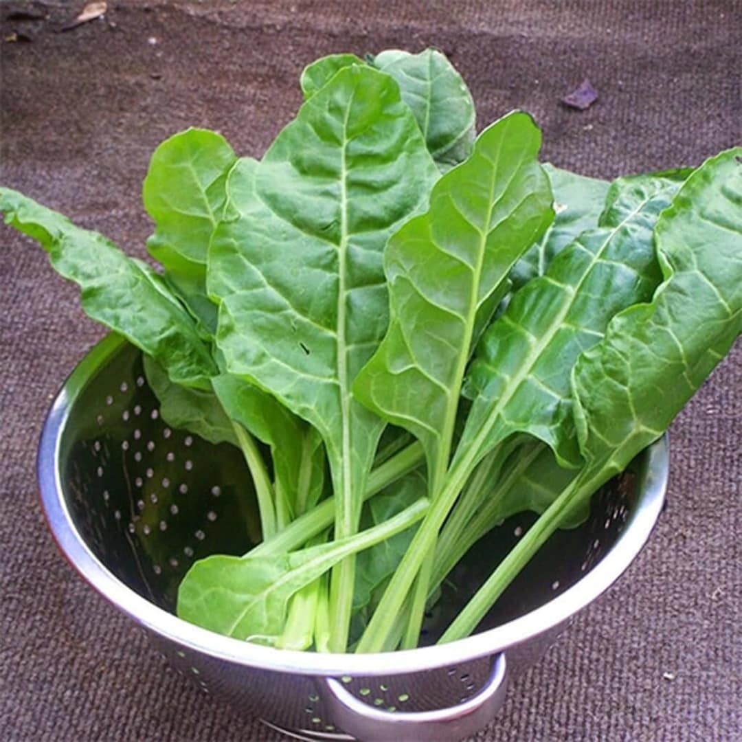 Seeds Perpetual Spinach Swiss Chard - Etsy