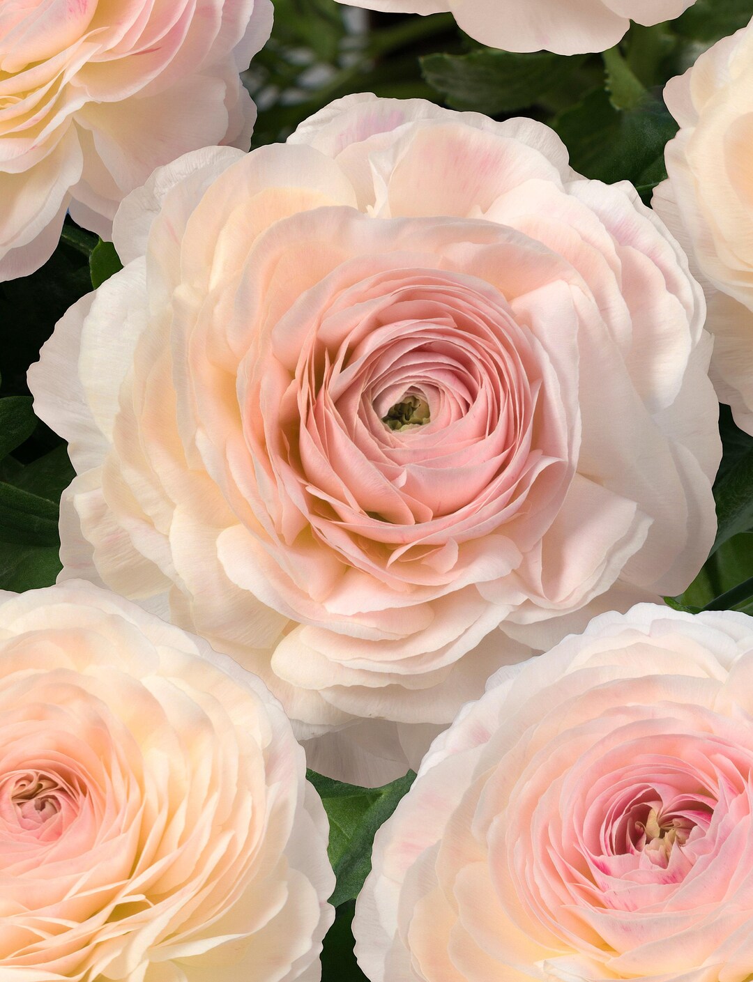 Romance Maritime Ranunculus Corm Bulb - Etsy