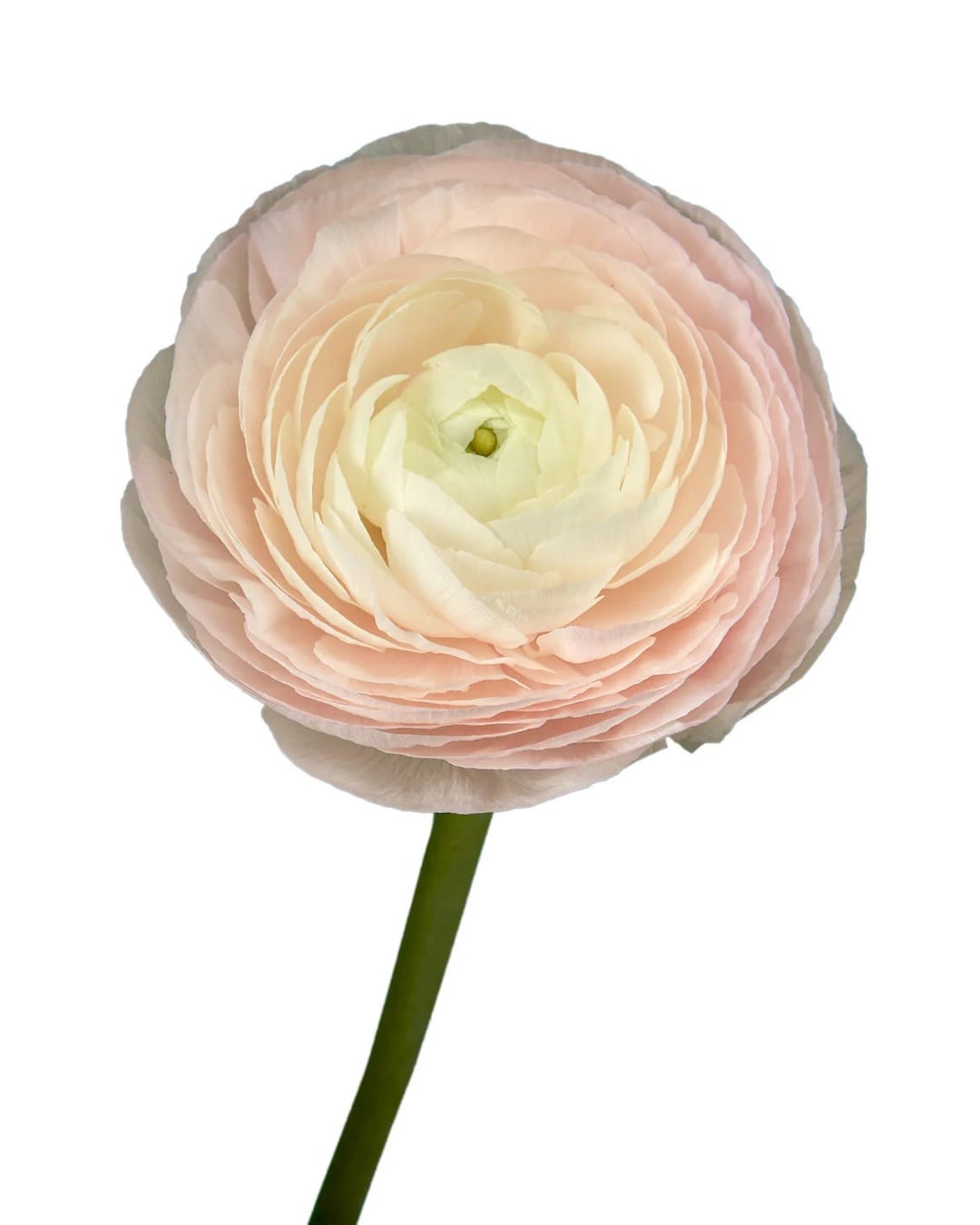 Ranunculus Cloni Success Favola Large 5/7 Corm Bulb - Etsy