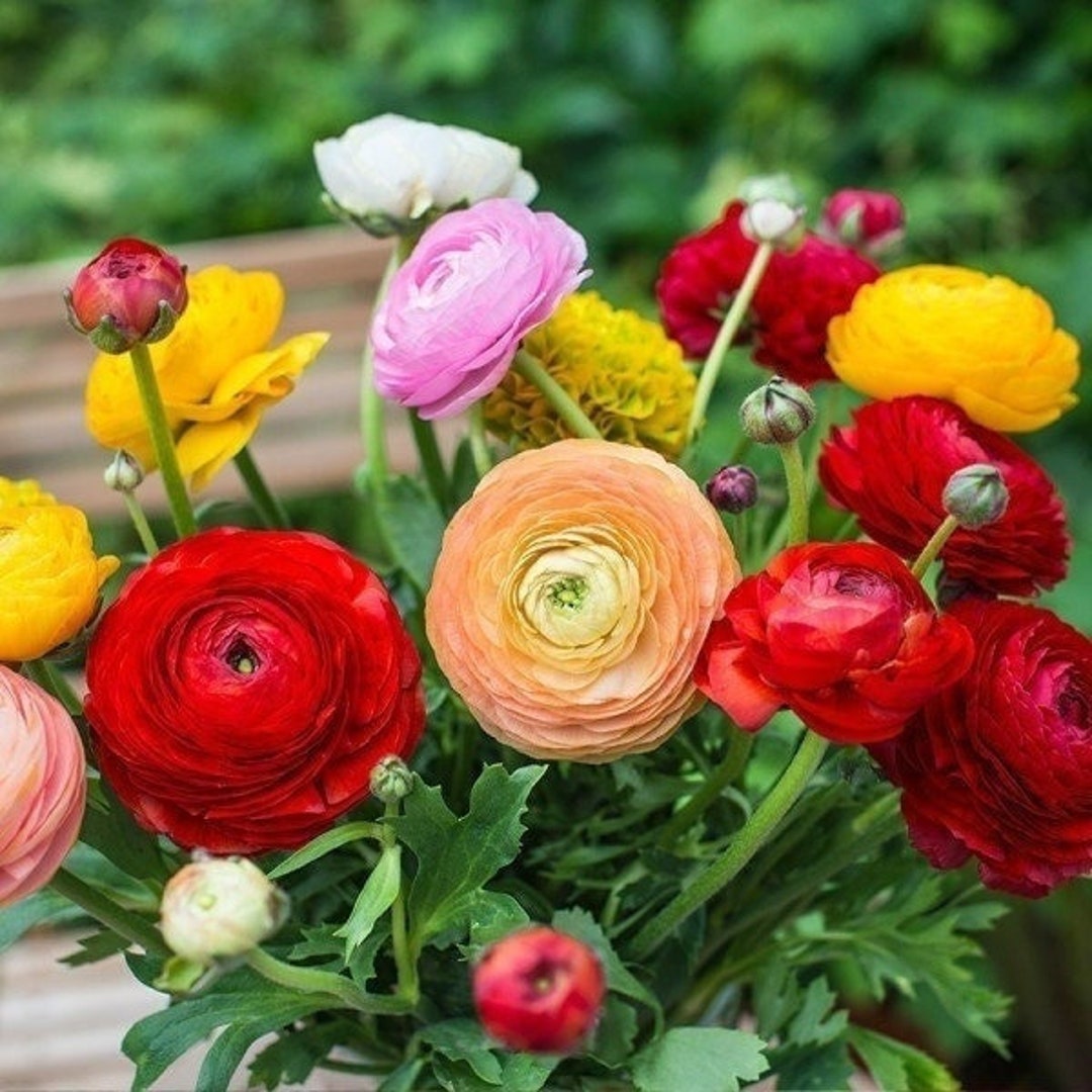 Ranunculus Aviv Mix of Colors Corms Bulbs - Etsy Ranunculus Aviv Mix of Colors Corms Bulbs - Etsy