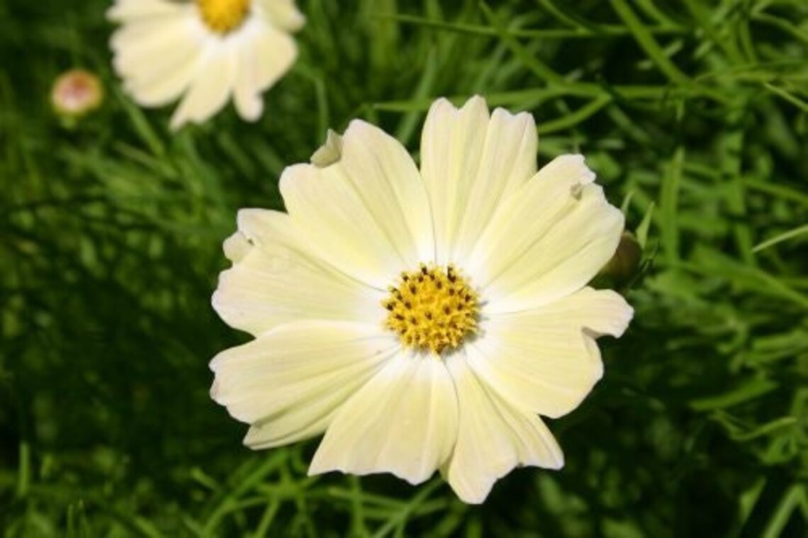 Seeds Xanthos Yellow Cosmos - Etsy