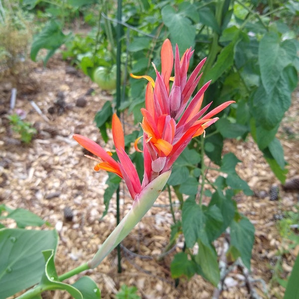 Canna Lily Seeds - Etsy