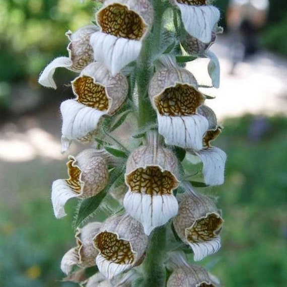 Seeds & Seed Bombs Outdoor & Gardening Foxglove seeds Woolly Foxglove ...