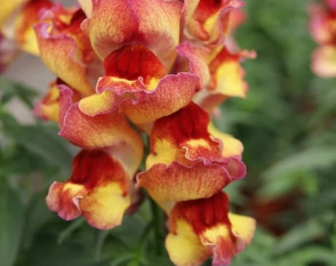 Seeds - Snapdragons Dwarf Red Flame - Etsy