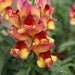 Seeds Snapdragons Dwarf Red Flame - Etsy