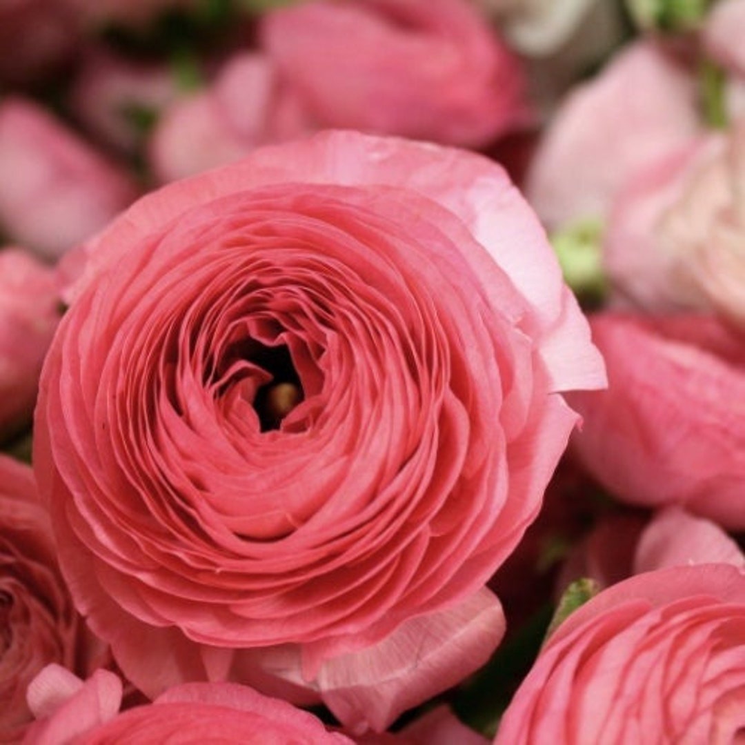 Ranunculus Aviv Rose Corm Bulb - Etsy