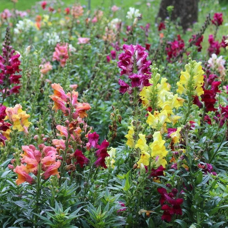 Seeds Snapdragons Assorted Colors - Etsy