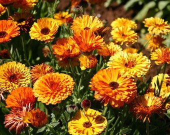 Calendula Touch of Red Buff Seeds - Etsy
