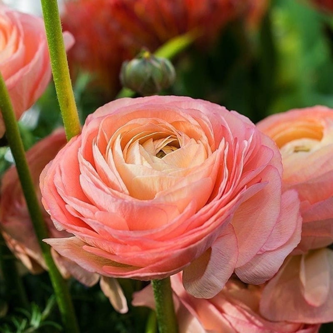 Salmon Tecolote Ranunculus Corm Bulb - Etsy