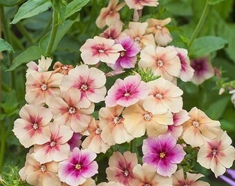 Cherry Caramel Phlox Flower Seeds / Annual 50 - Etsy