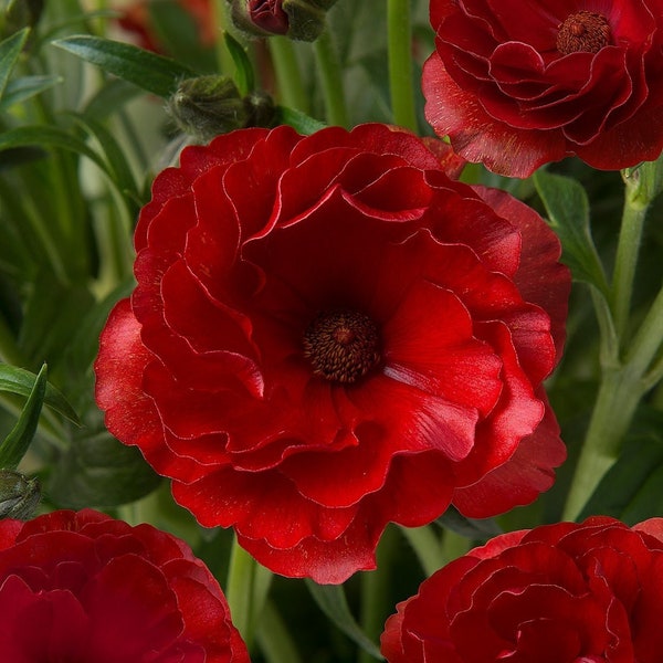 Ranunculus - Etsy