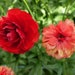 Butterfly Ranunculus Hades Corm Bulb - Etsy