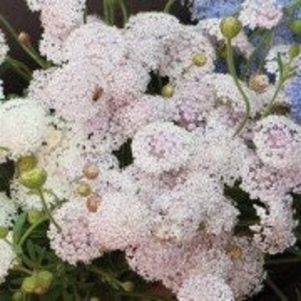 Didiscus Flower Seed - Etsy