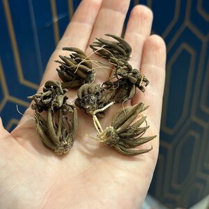 Ranunculus Aviv Rose Corm Bulb - Etsy