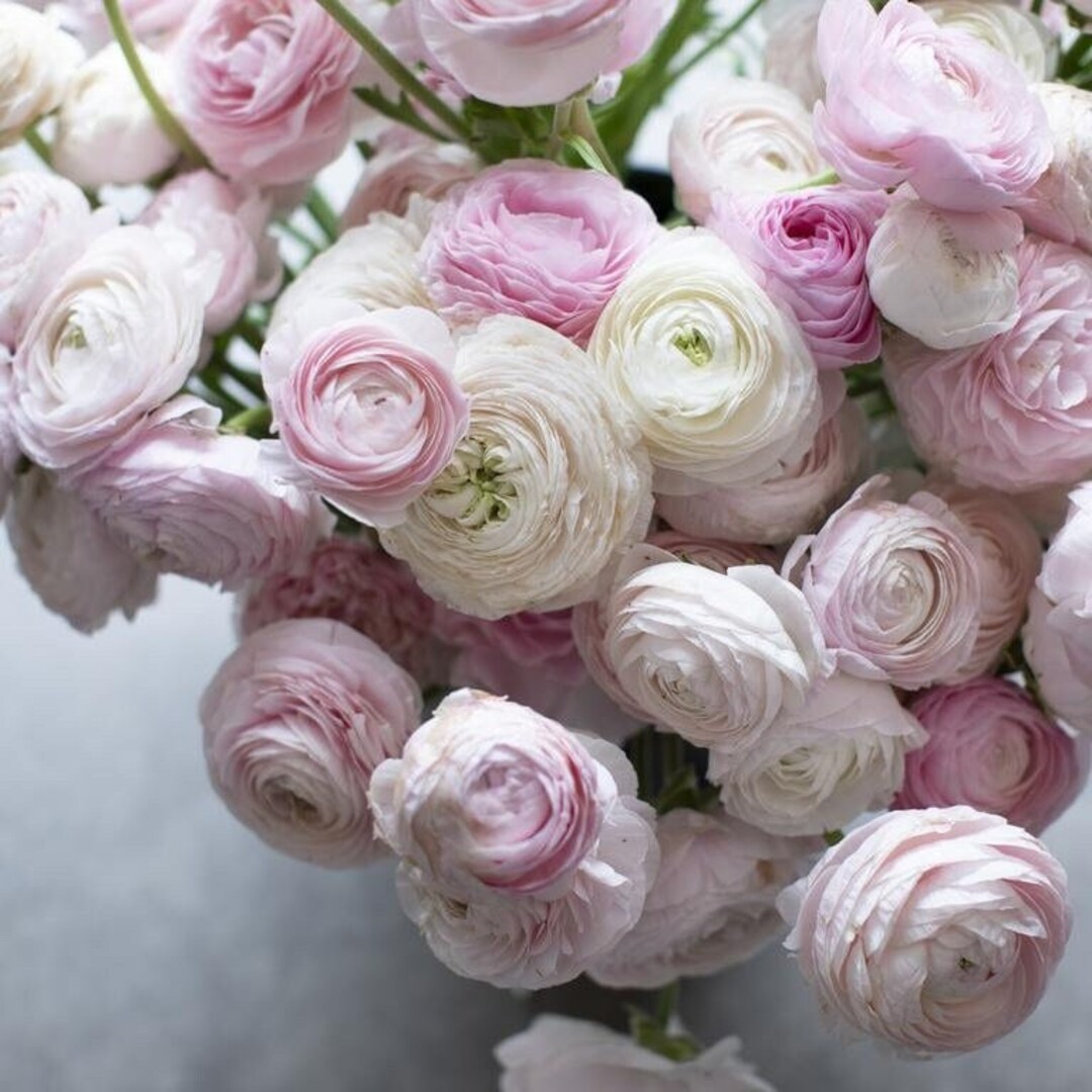 Chamallow Amandine Ranunculus Large 5/7 Corms Bulbs - Etsy