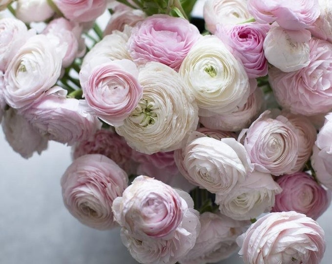 Chamallow Amandine Ranunculus Large 5/7 Corms Bulbs - Etsy