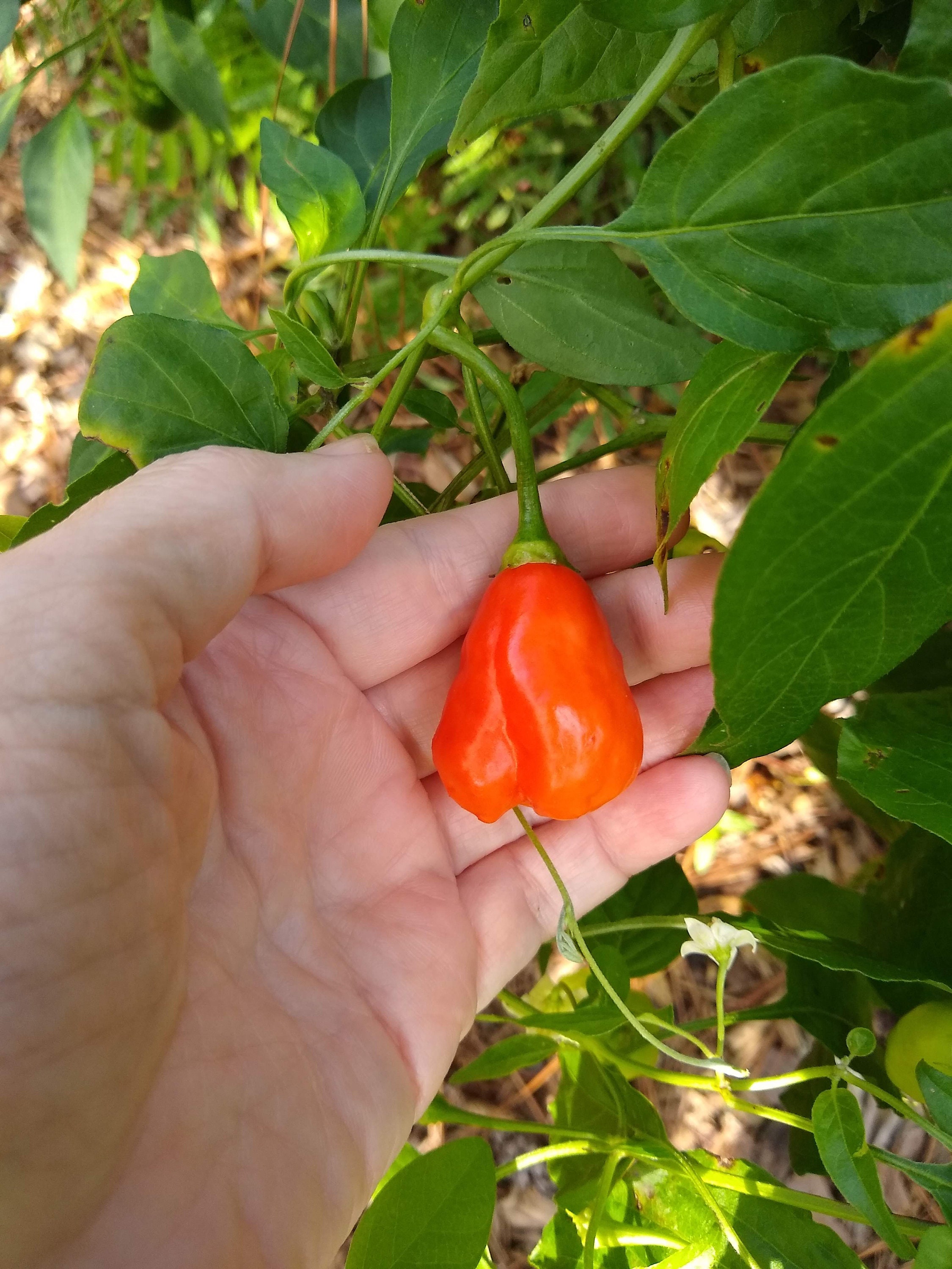 Seeds Aji Rainforest Pepper | Etsy