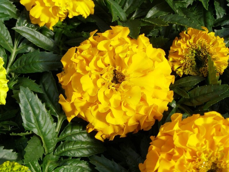 Seeds Lemon Drop French Marigold - Etsy