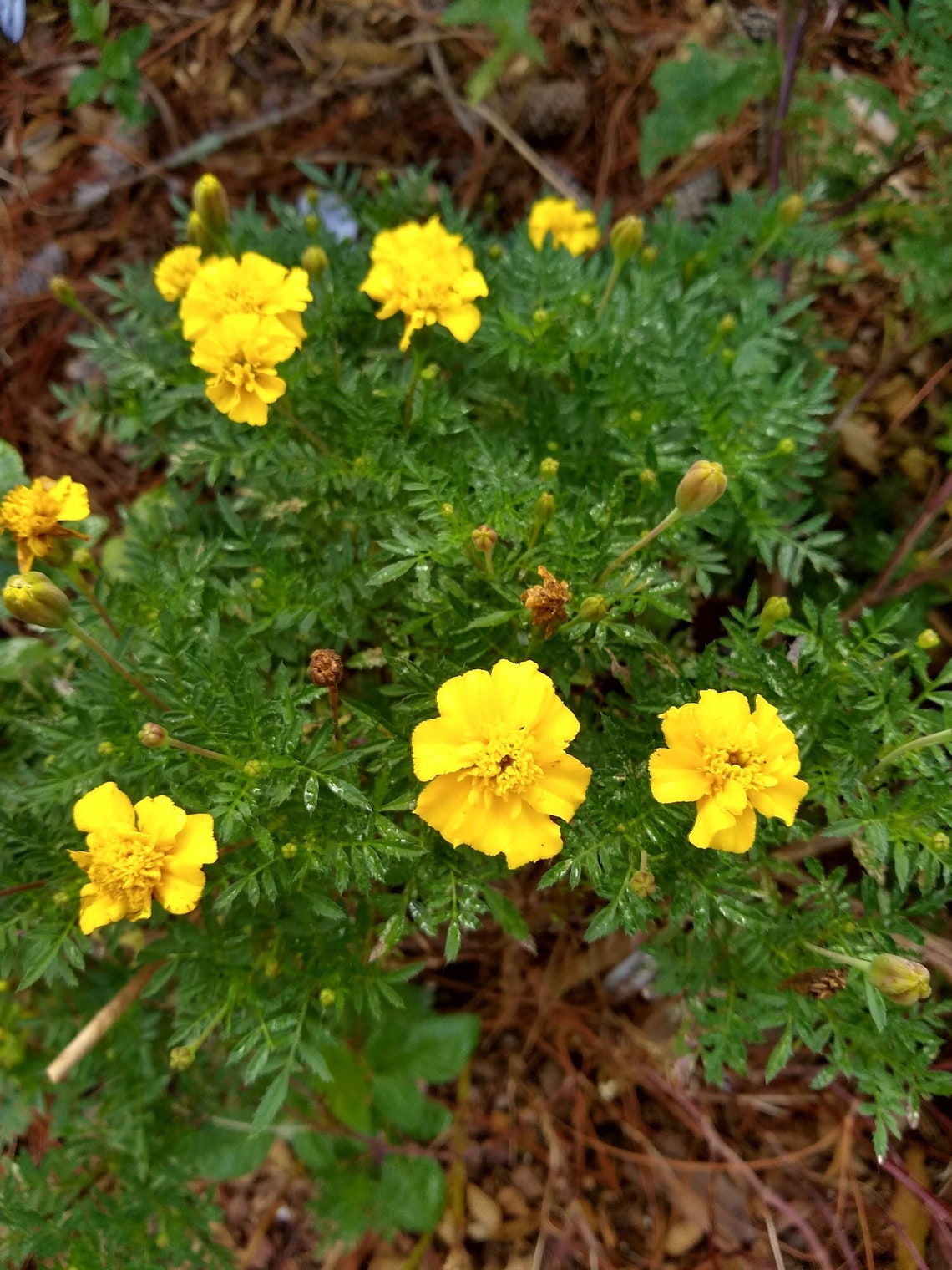 Seeds Lemon Drop French Marigold | Etsy