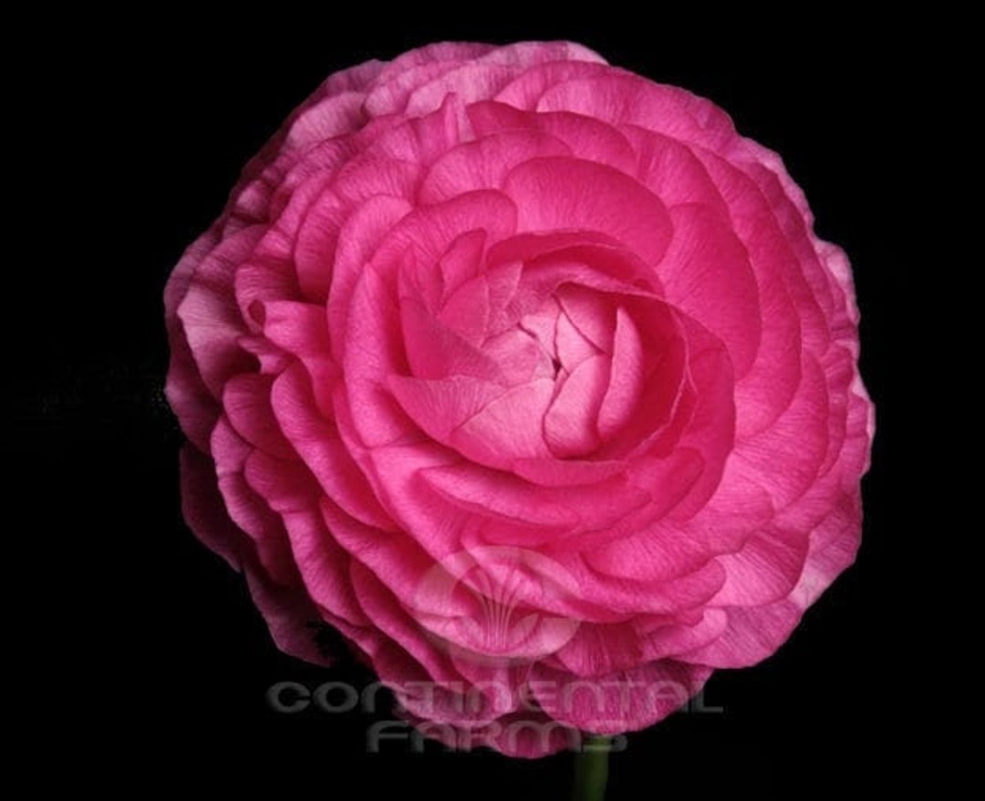 Ciclamino Hot Pink Elegance Ranunculus Corm Bulb - Etsy